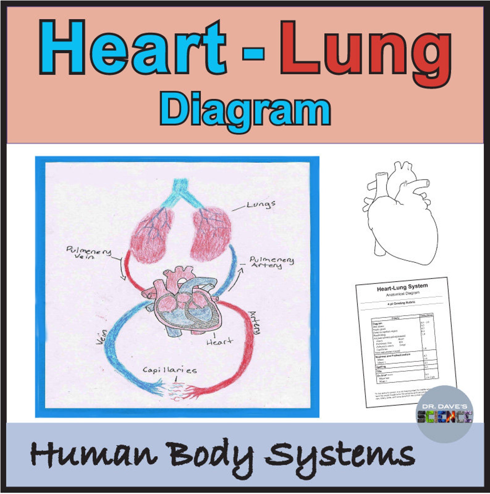 Respiratory System Activities, Worksheets, Task Cards - Etsy