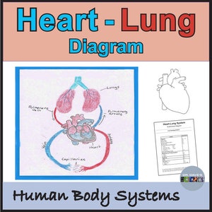 Respiratory System Activities, Worksheets, Task Cards - Etsy
