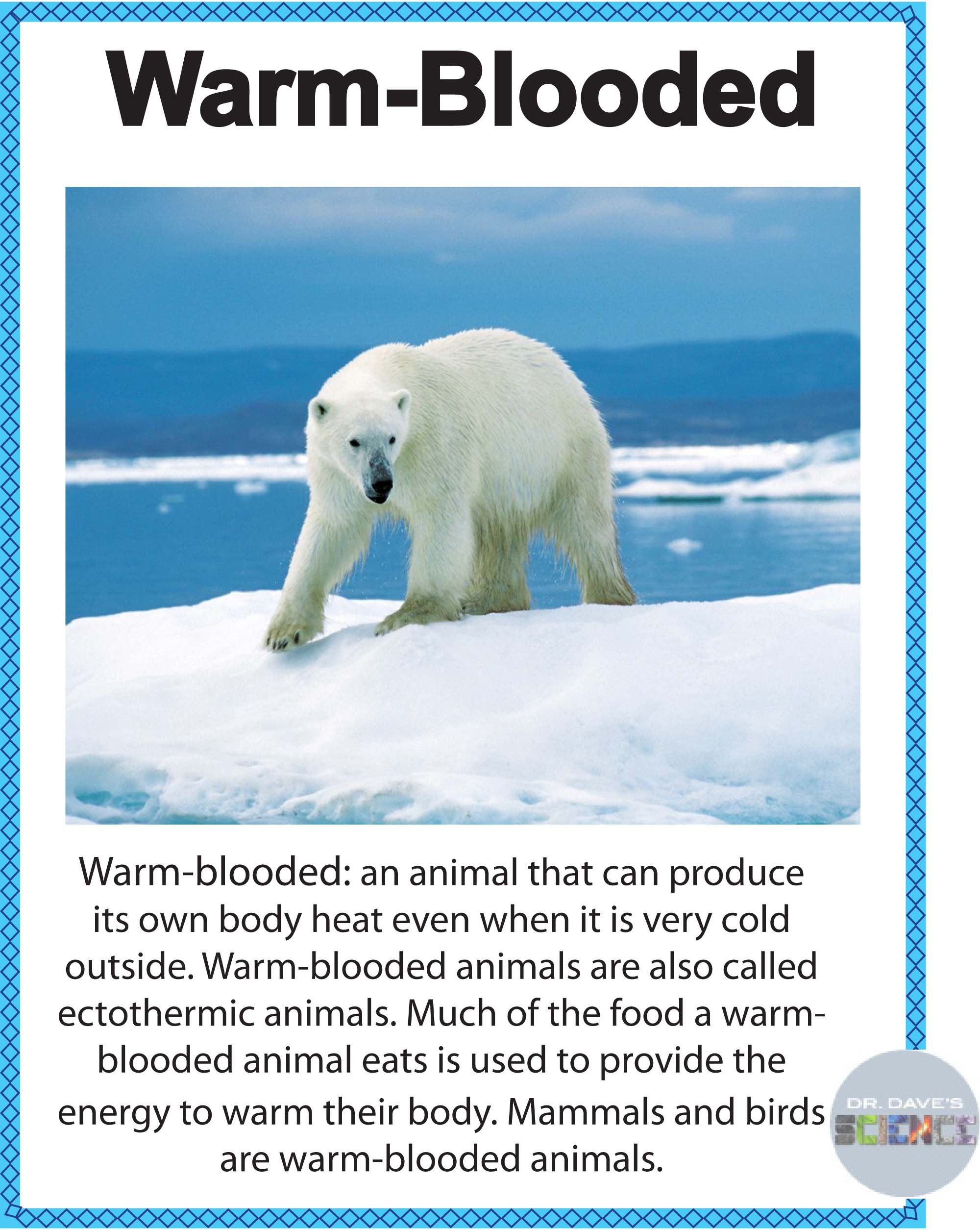 Animal Phyla Posters Science Classroom Decor Bulletin Board - Etsy