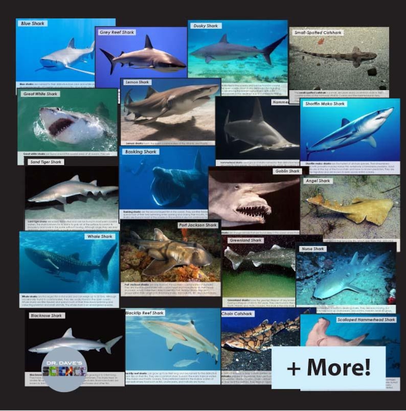 Shark Posters Set of Printable Digital Download Bulletin Board Species ...