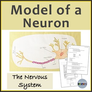 Nervous System Activity Bundle, Worksheets Neuroscience ...