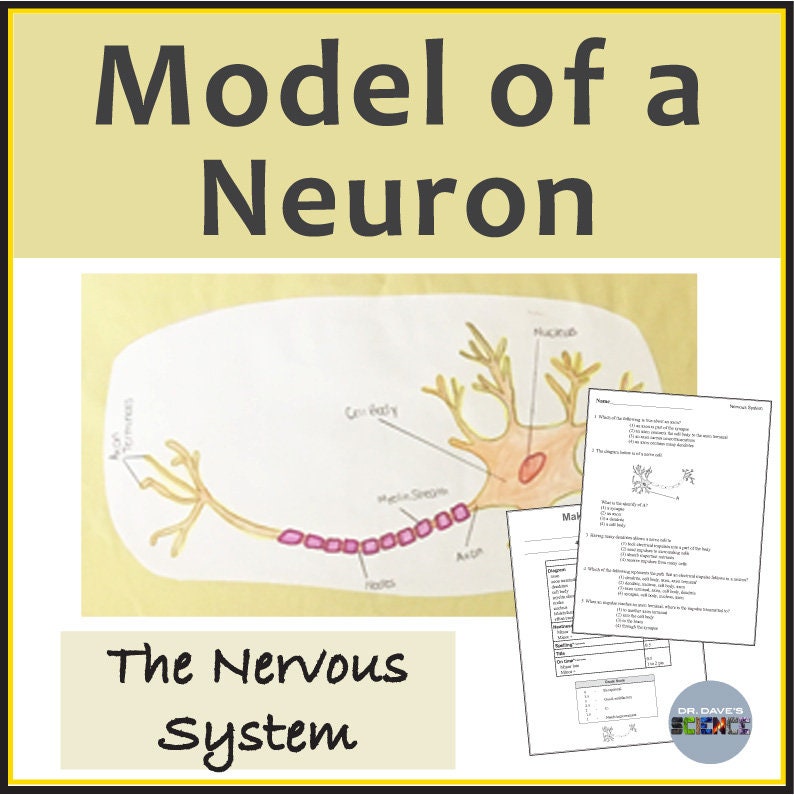 Nervous System Activity Bundle, Worksheets Neuroscience ...