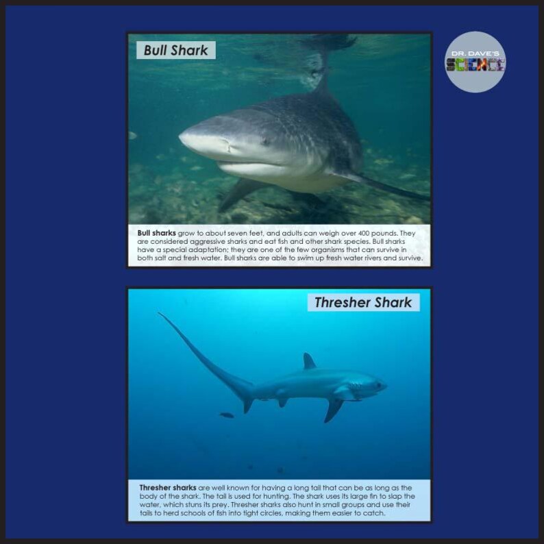 Shark Posters Set of Printable Digital Download Bulletin Board Species ...