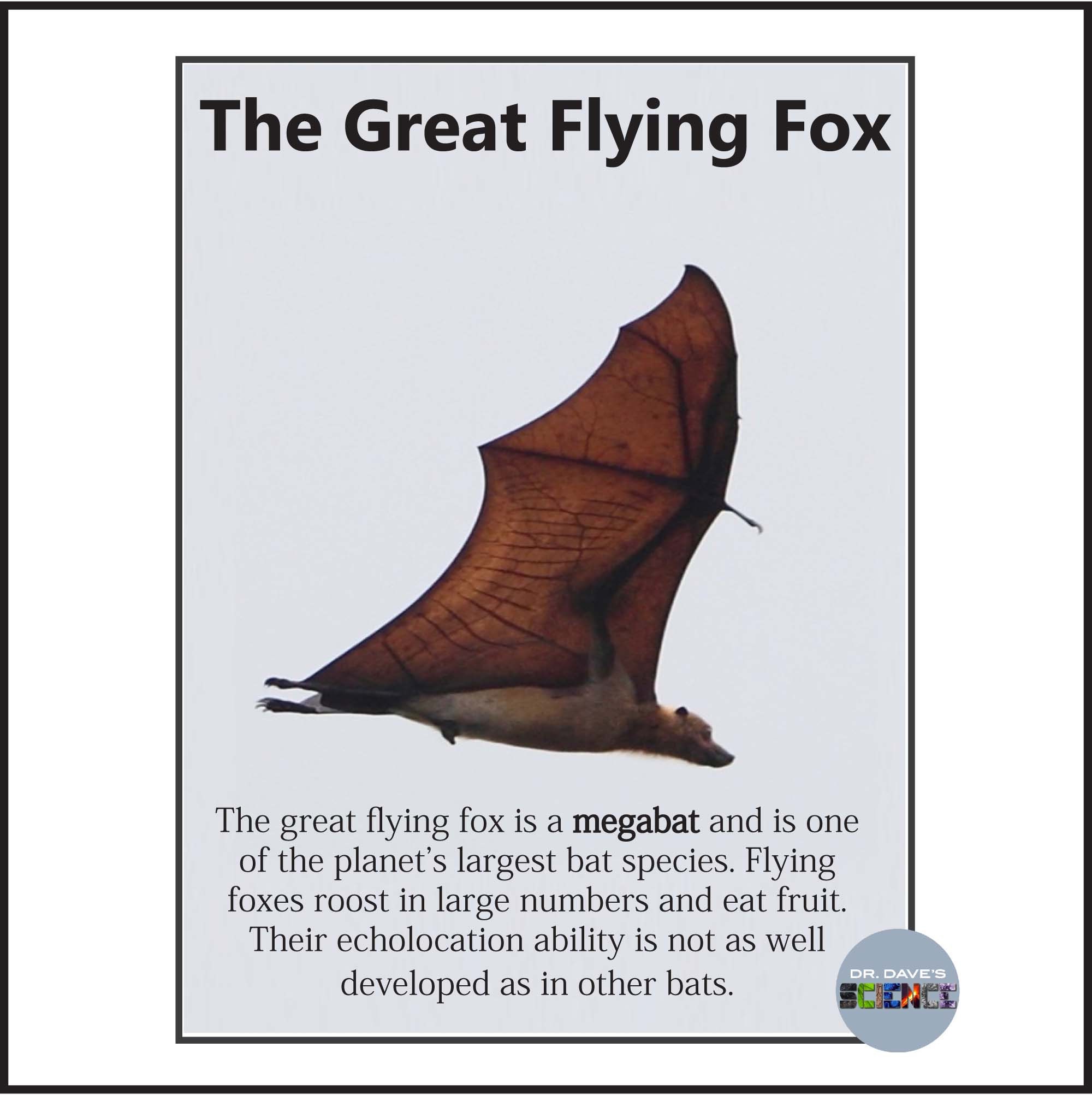Bat Posters Halloween Bulletin Board With Informational Text - Etsy