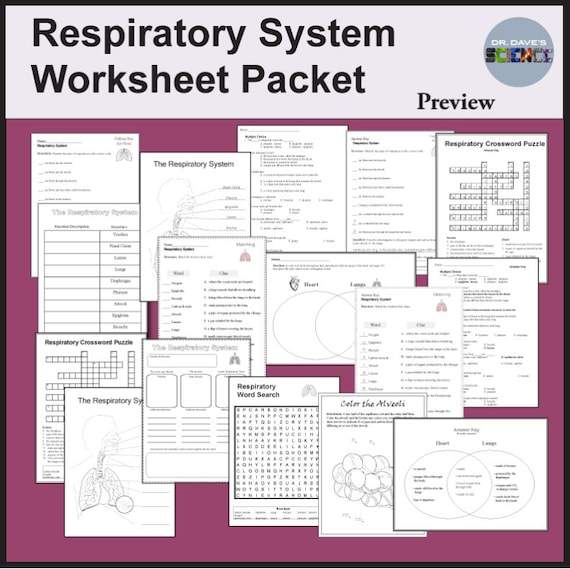 Etiquetar La Hoja De Trabajo Del Sistema Respiratorio