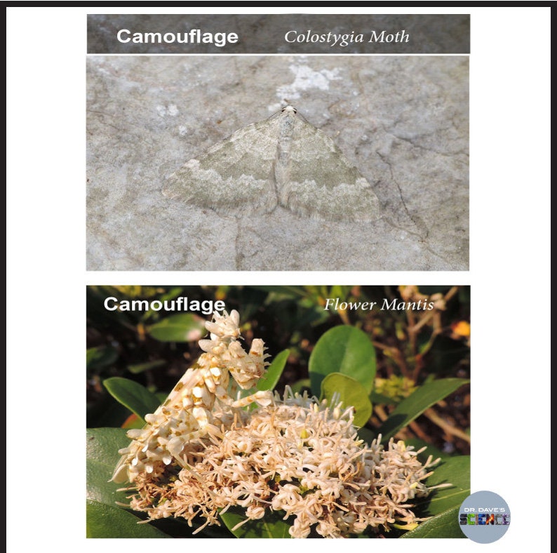 Camouflage Science Posters - Etsy