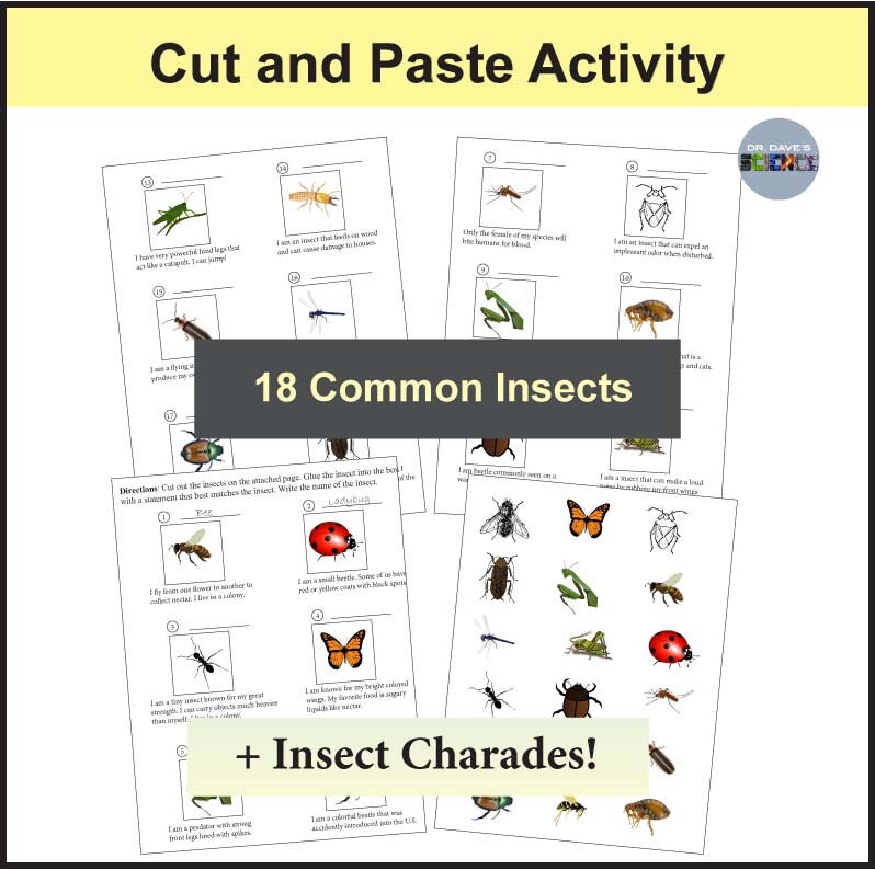Insects Cut and Paste Worksheets, Bugs and Insects Research Template - Etsy