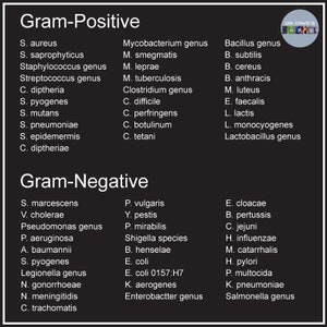 Microbiology Lab Study Guide Printable Cards MLT MLS ASPC Exam Prep ...