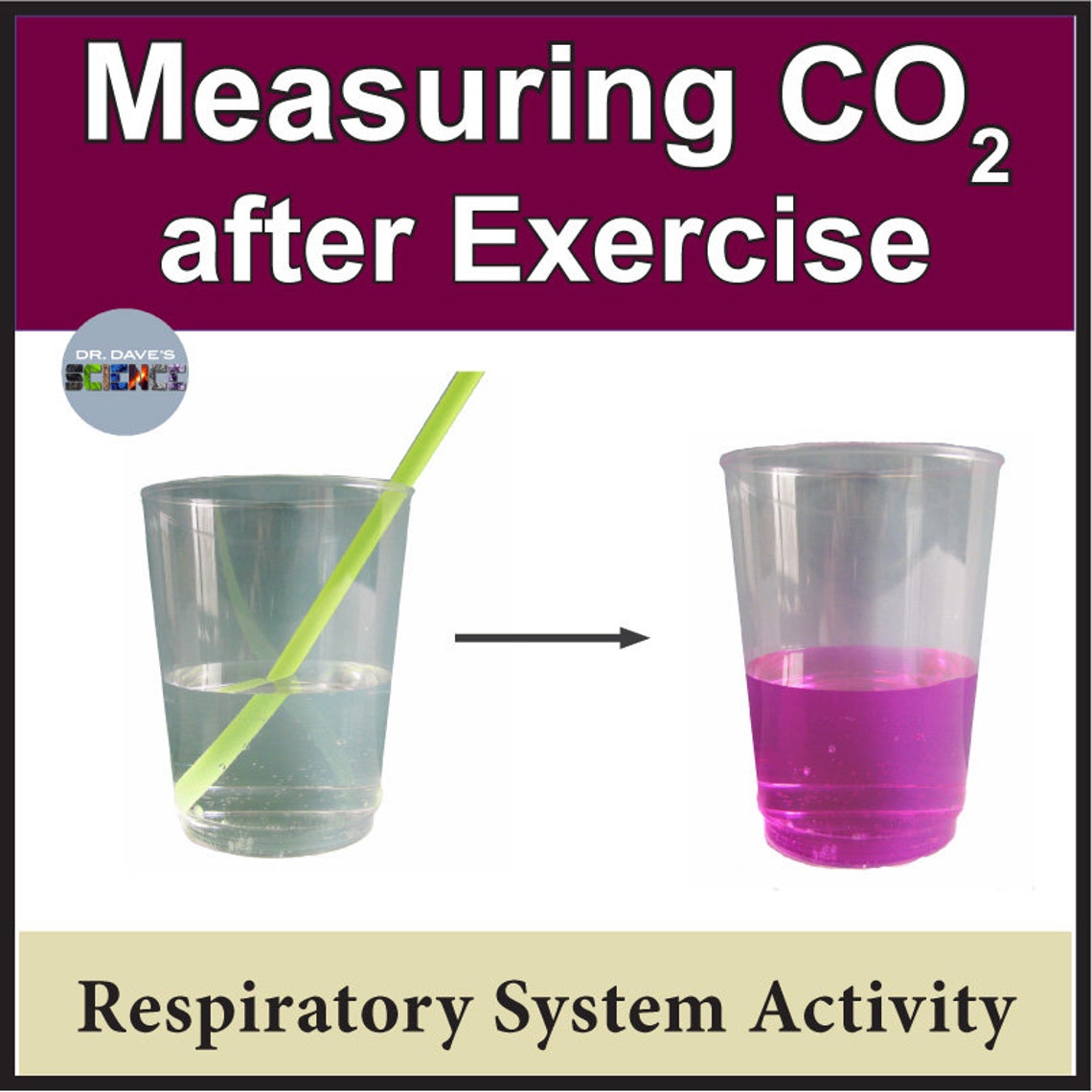Respiratory System Activities, Worksheets, Task Cards - Etsy