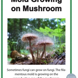 Fungus Science Posters - Etsy