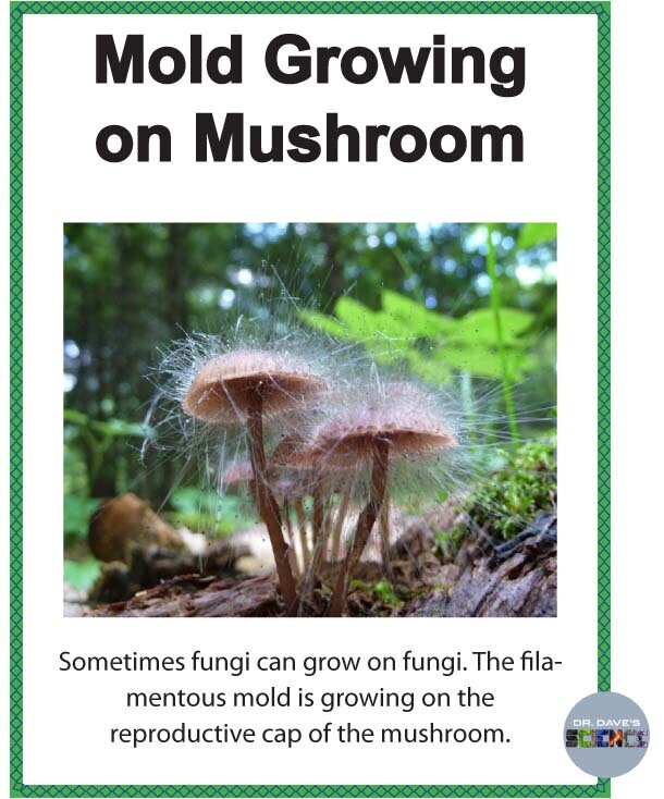 Fungus Science Posters - Etsy