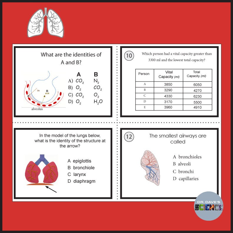 Respiratory System Task Cards, Human Body Systems, Lungs Anatomy - Etsy