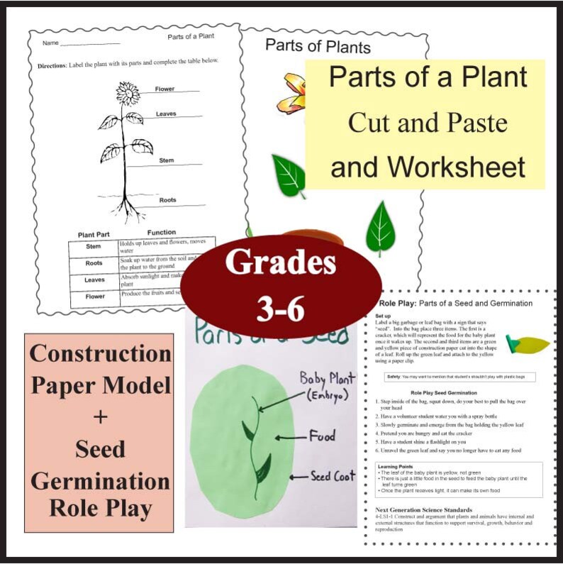 Plants and Plant Structure Activity Packet - Etsy