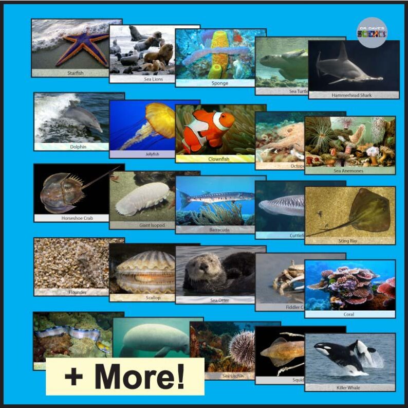 Ocean Theme Classroom Décor Animal Posters Vertebrates Invertebrates ...