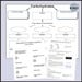 Carbohydrates Structure Worksheets Activity Graphic Organizer ...