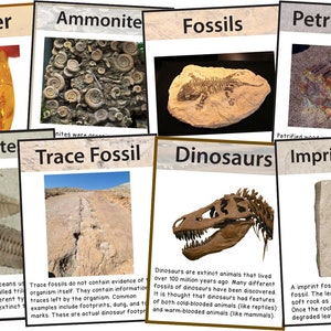 Fossils and Types of Fossils Activities - Etsy