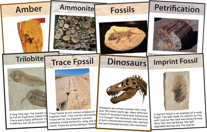 Fossils and Types of Fossils Activities - Etsy