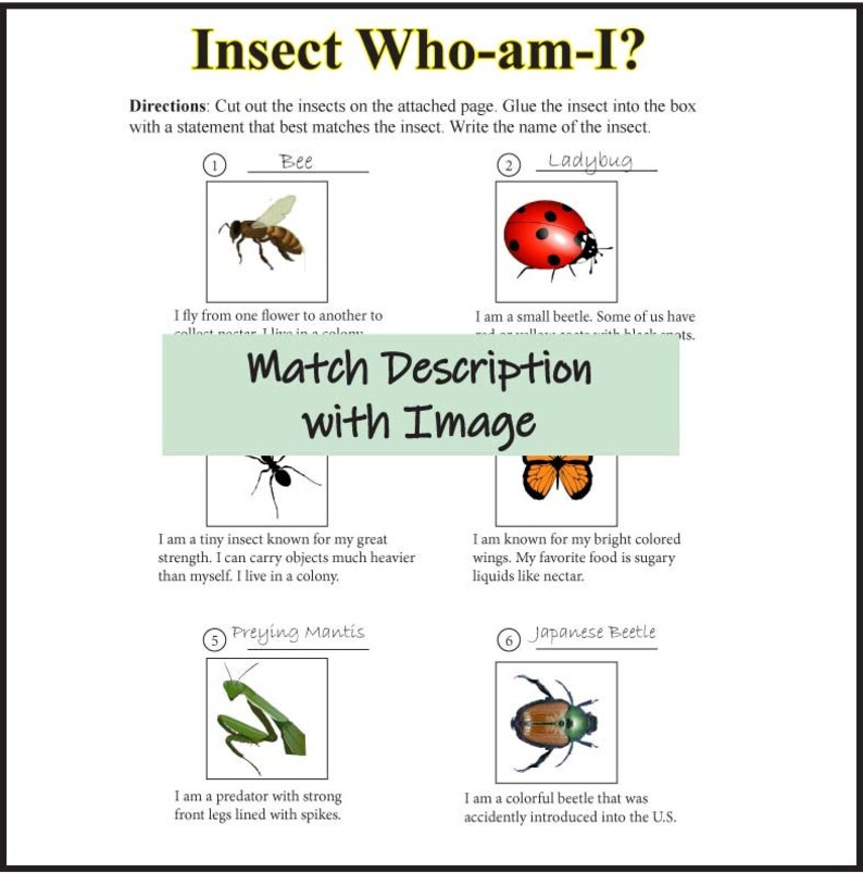 Insects Cut and Paste Worksheets, Bugs and Insects Research Template - Etsy