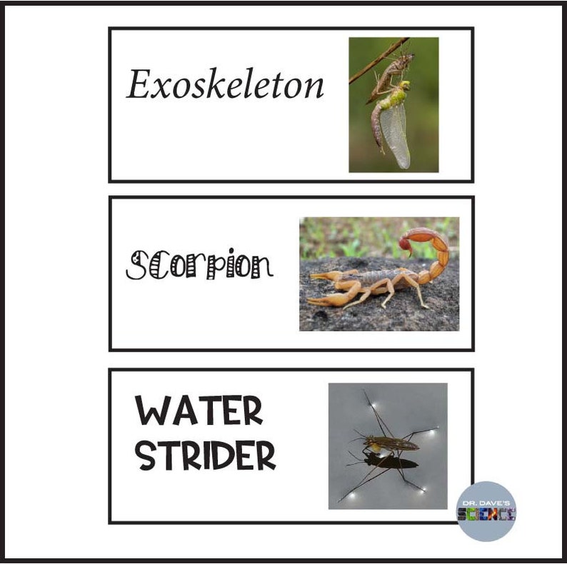 Insect Word Wall Insect Bulletin Board Science Classroom Décor - Etsy