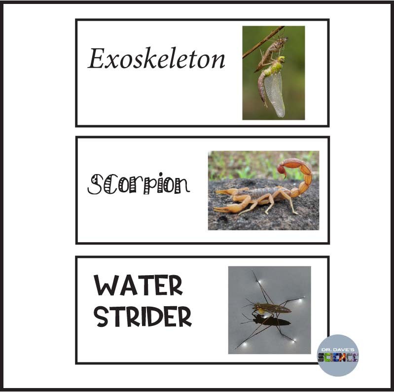 Insect Word Wall Insect Bulletin Board Science Classroom Décor - Etsy