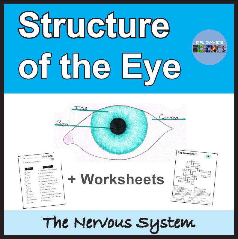Nervous System Activity Bundle, Worksheets Neuroscience ...