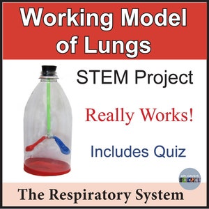 Respiratory System Activities, Worksheets, Task Cards - Etsy