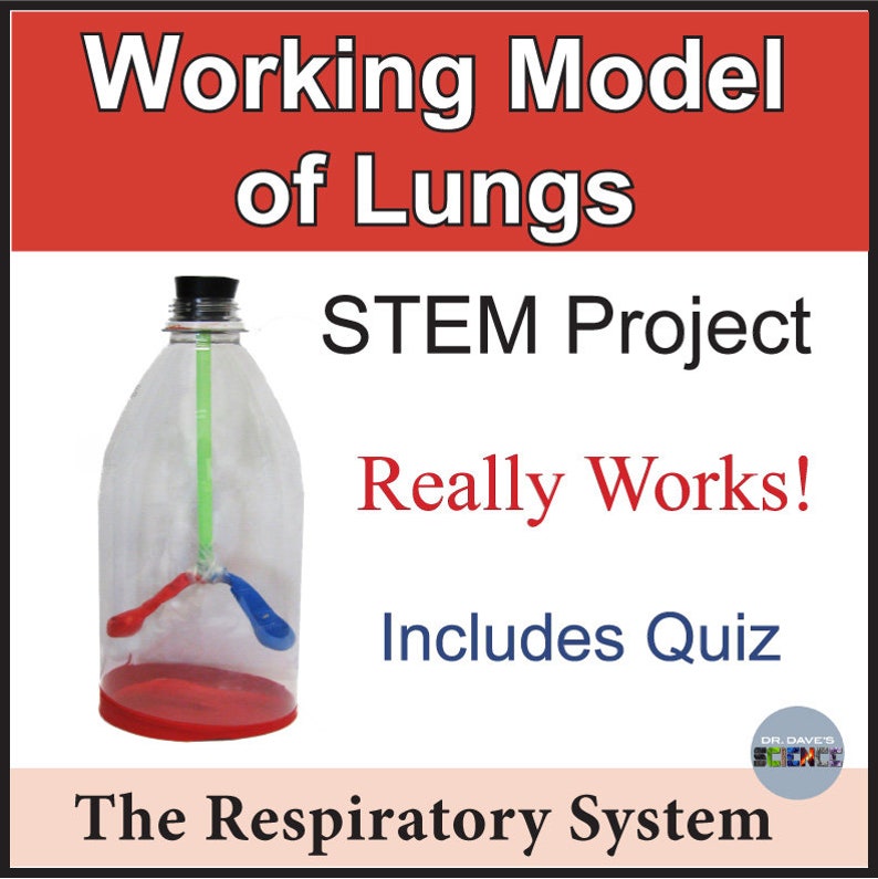 Respiratory System Activities, Worksheets, Task Cards - Etsy