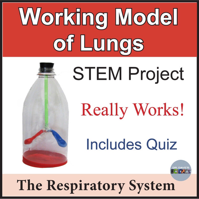Respiratory System Activities, Worksheets, Task Cards - Etsy