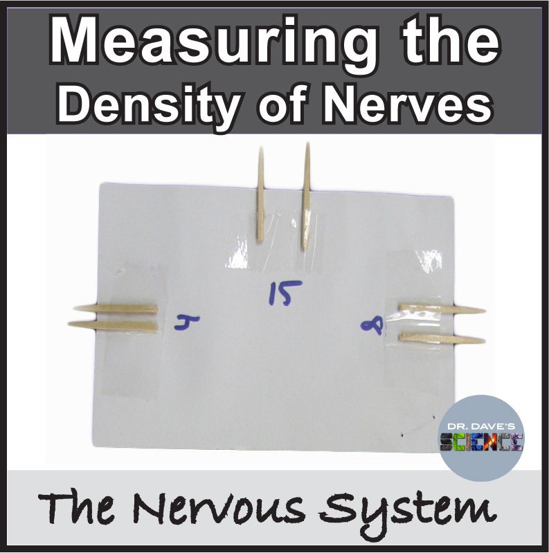 Nervous System Activity Bundle, Worksheets Neuroscience ...