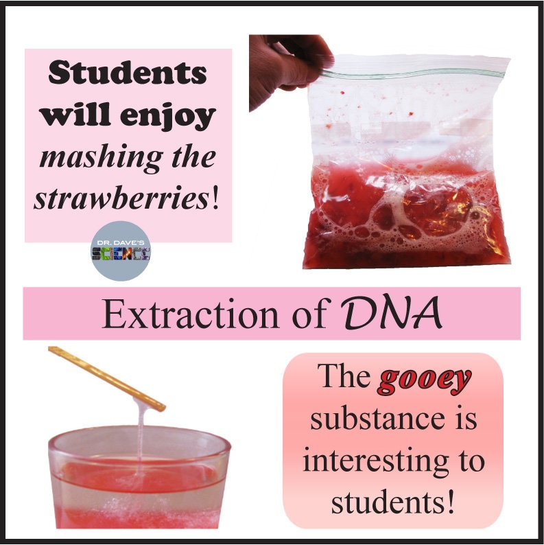 Strawberry DNA Extraction - Etsy