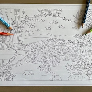 florida gator clip art coloring pages
