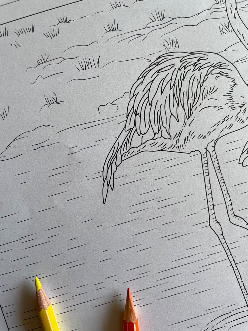Coloring Page: Flamingo | Instant Download | Unlimited Prints - Etsy