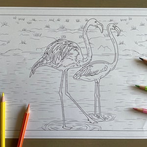 Coloring Page: Flamingo | Instant Download | Unlimited Prints - Etsy