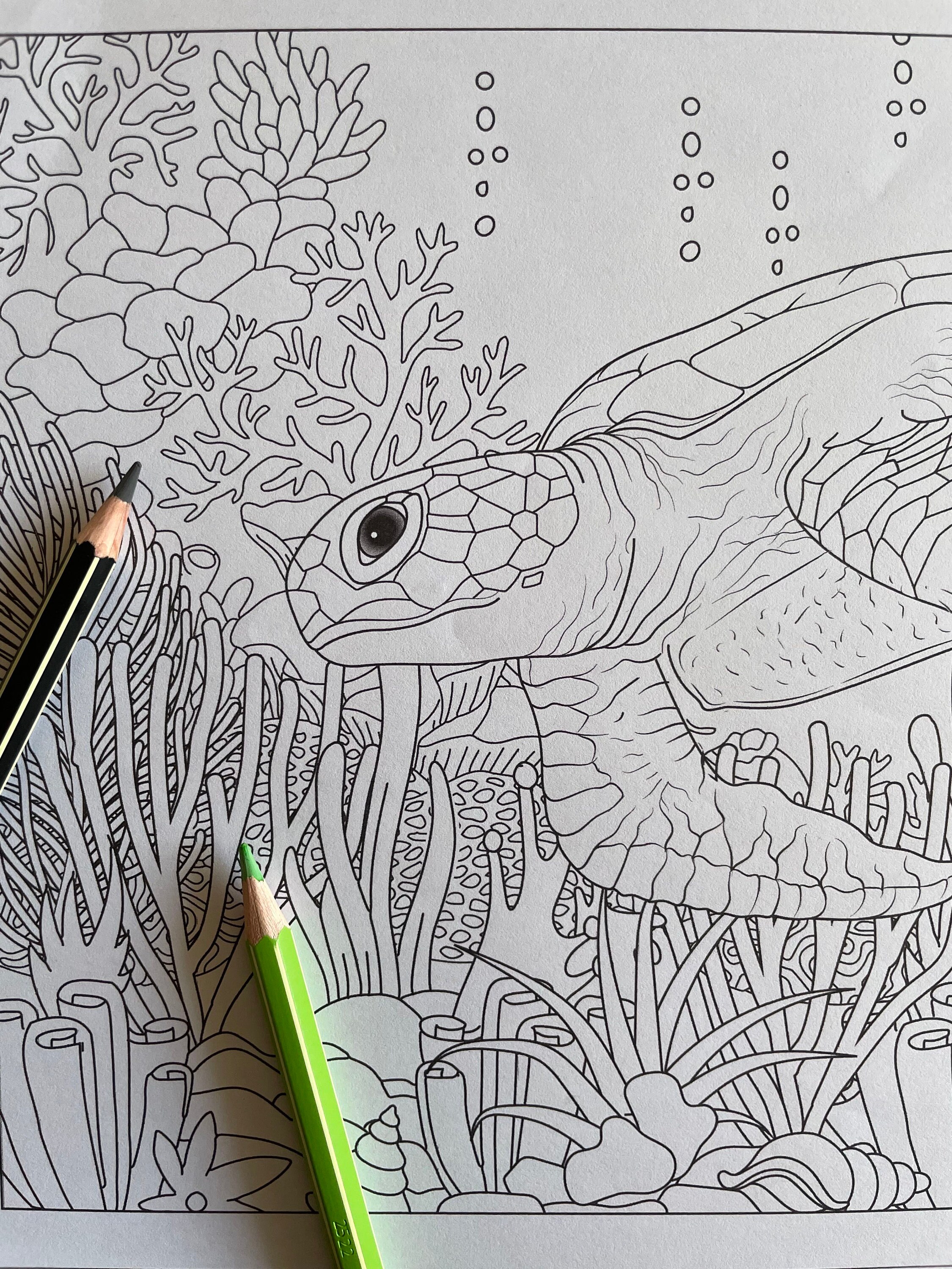 Coloring Page: Turtle | Instant Download | Unlimited Prints - Etsy