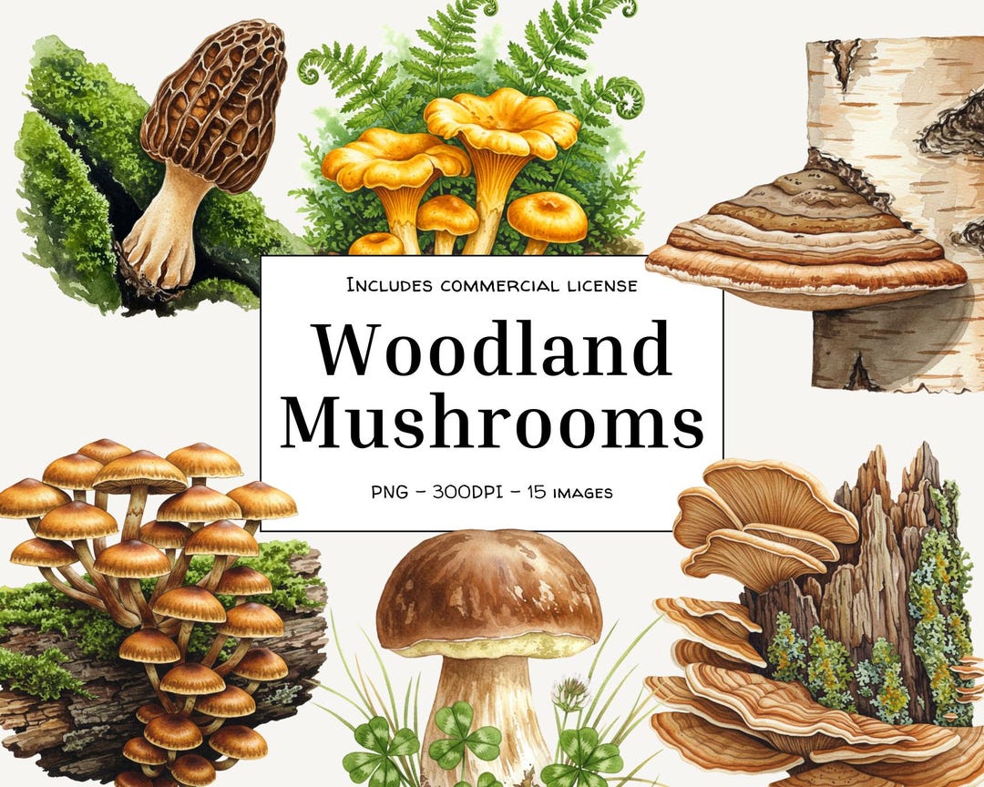 Woodland Mushroom PNG Set – Watercolor Realistic Forest Clipart for ...
