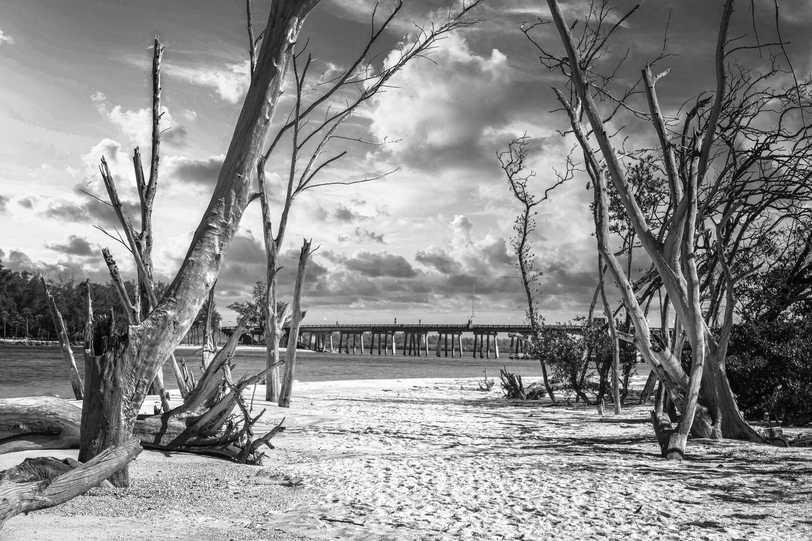Beer Can Island Longboat Key Florida B&W Tropical Landscape Wall Decor ...