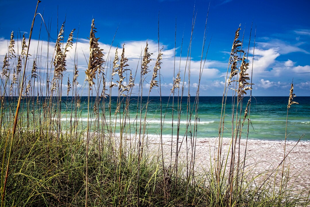 Beach Grasses on a Gulfside Beach as a Glossy Print, Canvas or on Metal ...