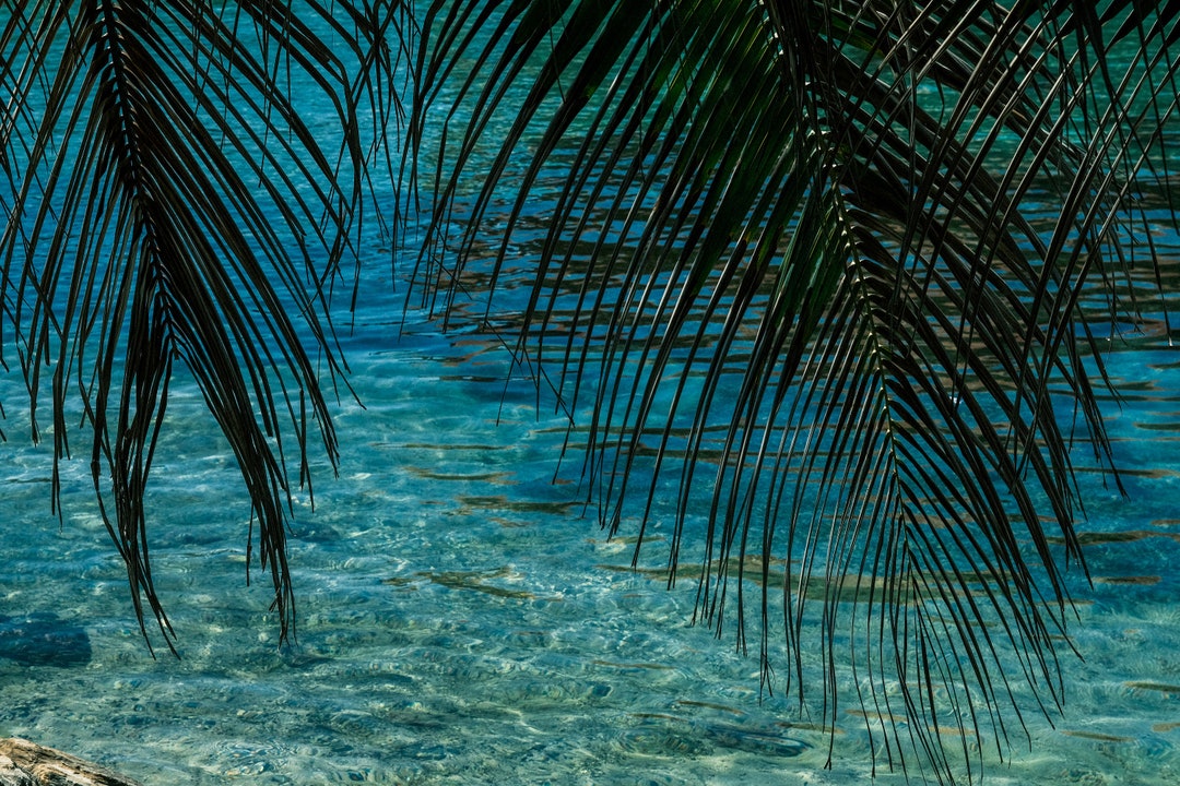 Ocean Palms--digital Download - Etsy