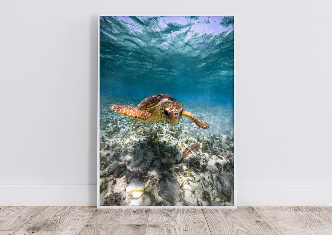 Sea Turtle Digital Print | Ocean Prints | Sea Animal Print ...