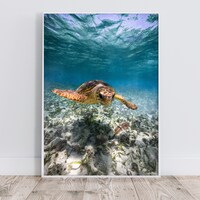 Turtle Art - Etsy
