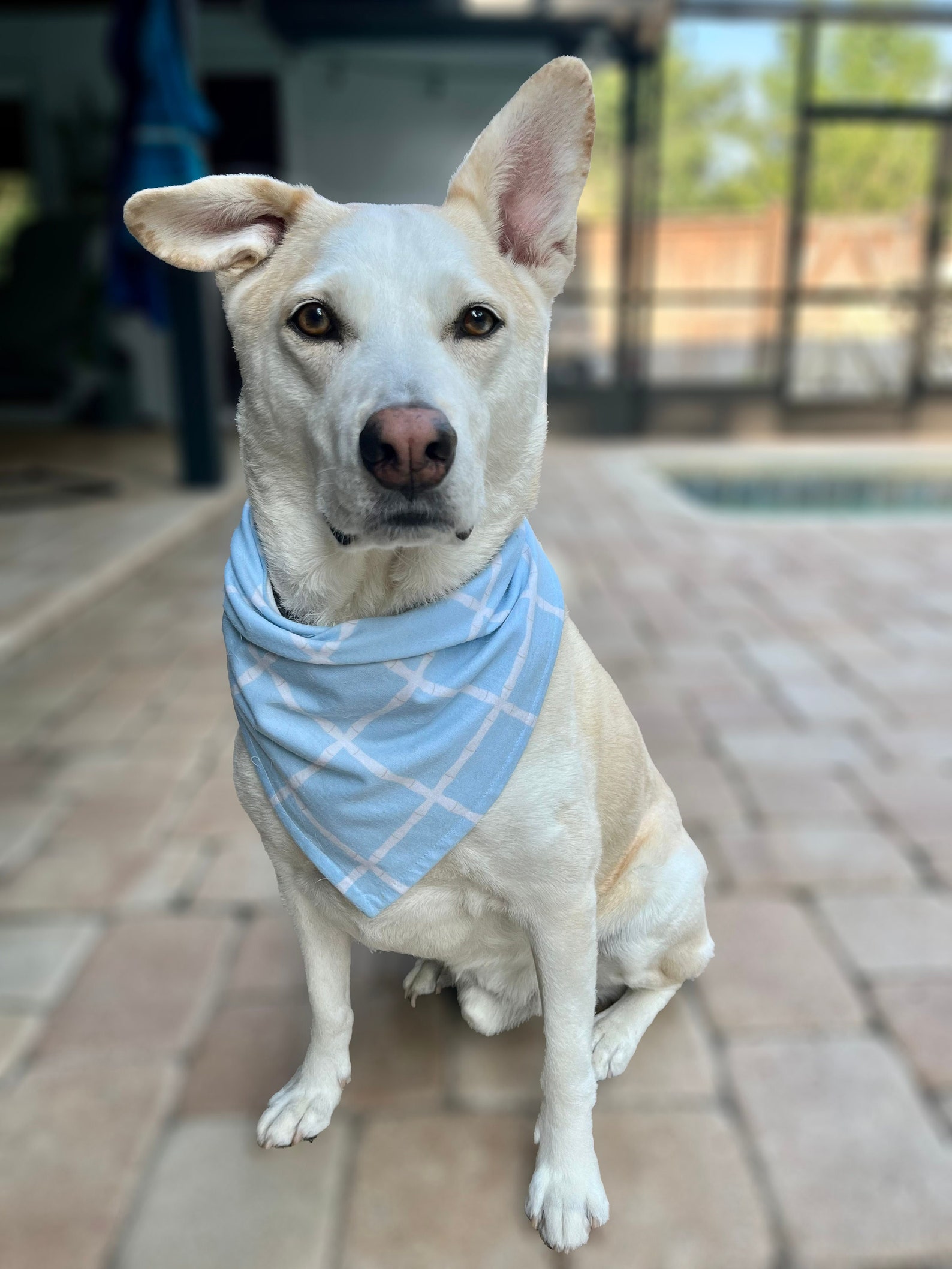 Pet Bandana Scarf – Light Blue and White Bamboo Trellis Lattice Design ...