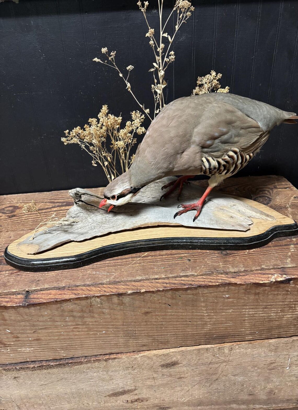 Chucker Bird Mount - Etsy