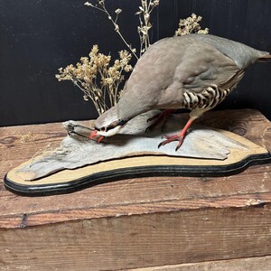 Chucker Bird Mount - Etsy