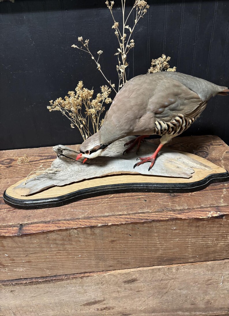 Chucker Bird Mount - Etsy