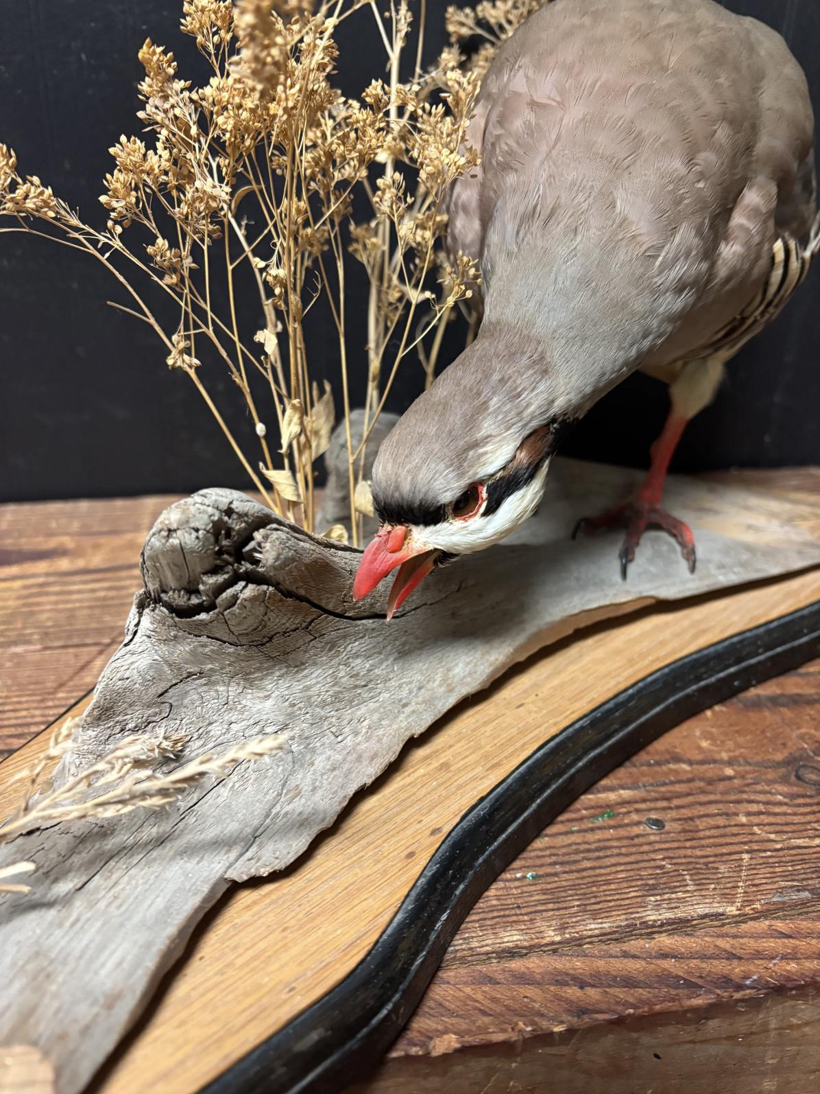 Chucker Bird Mount - Etsy
