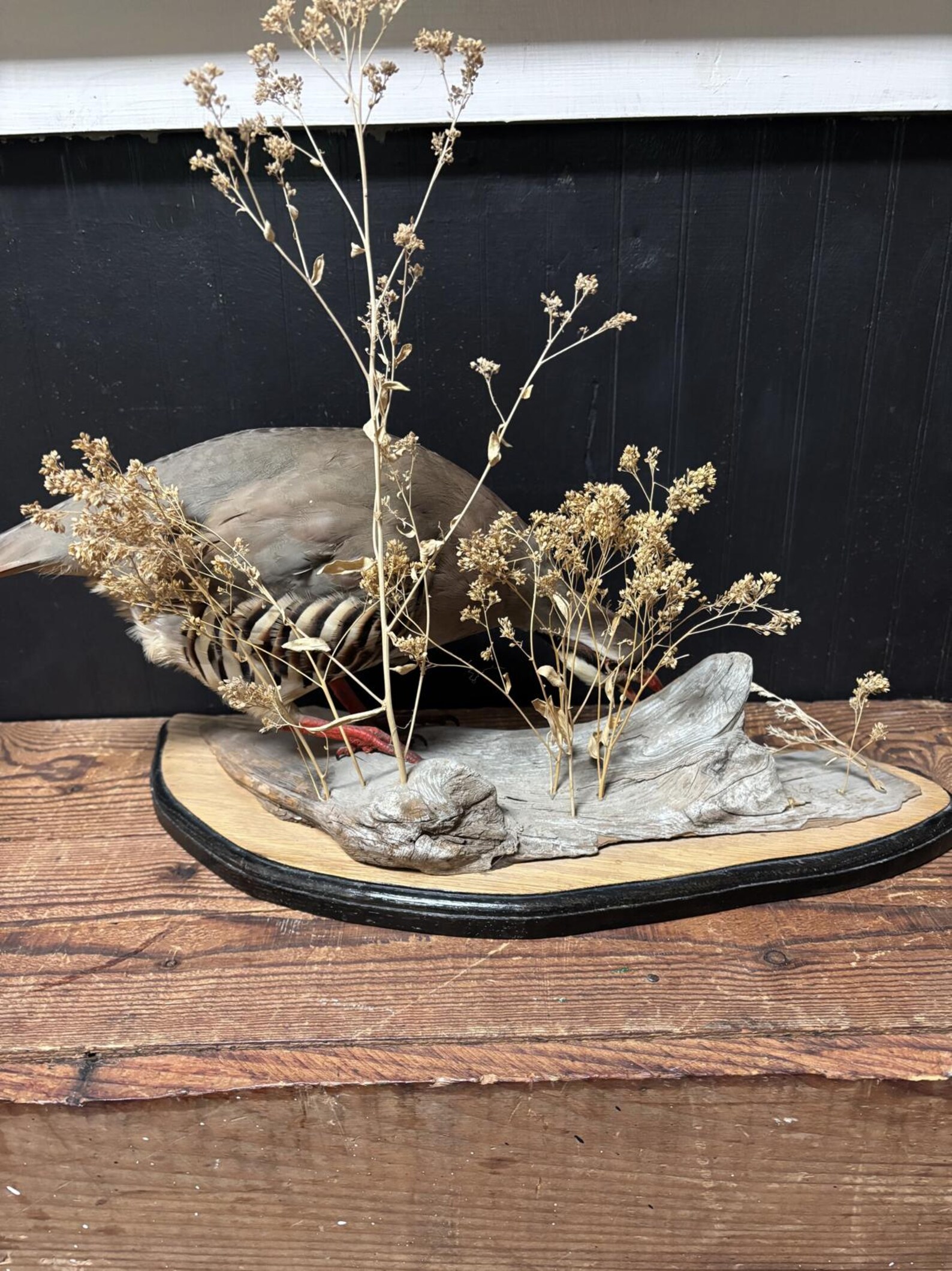 Chucker Bird Mount - Etsy
