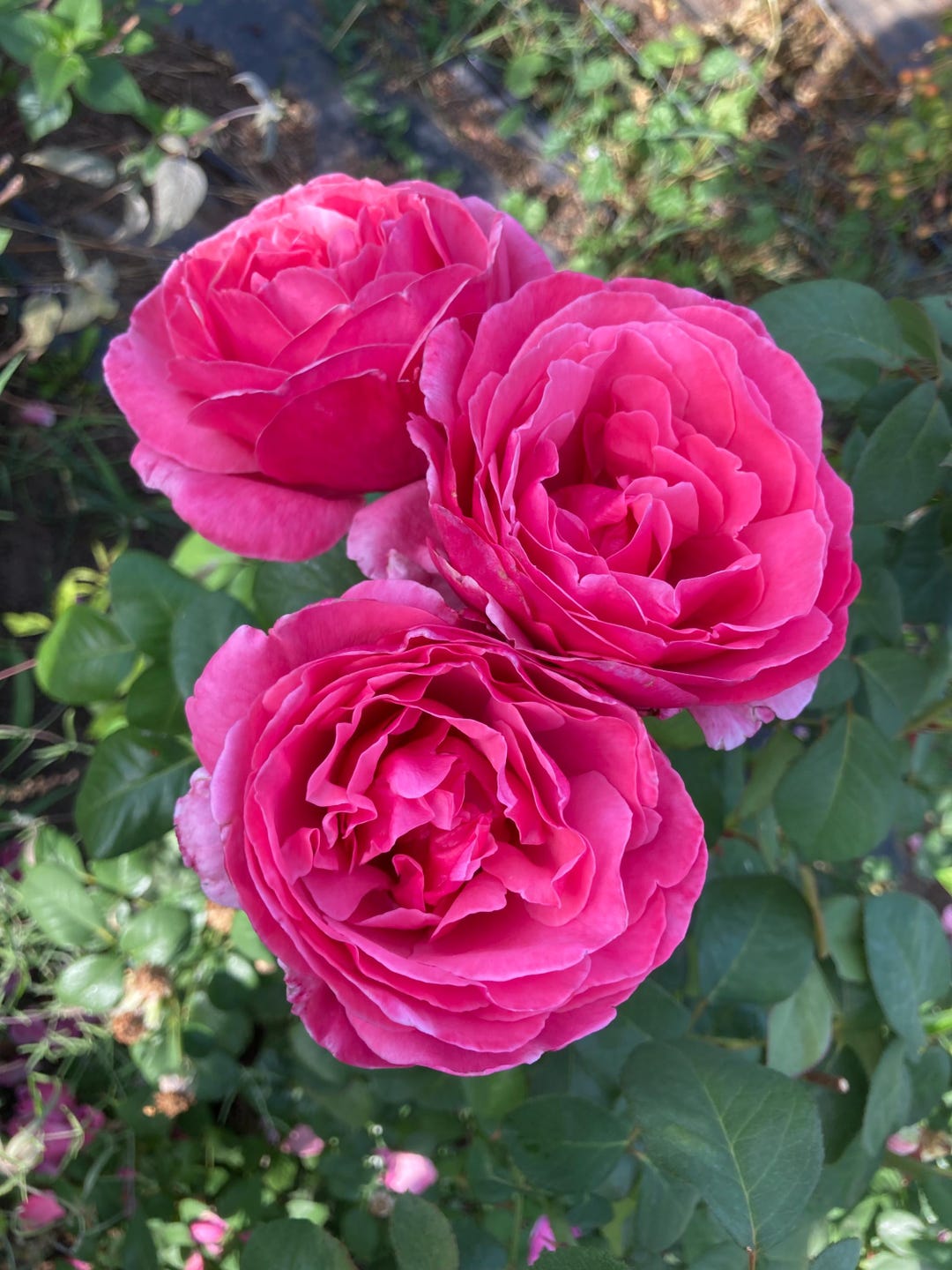 DEELISH Hybrid Tea Rose - Etsy