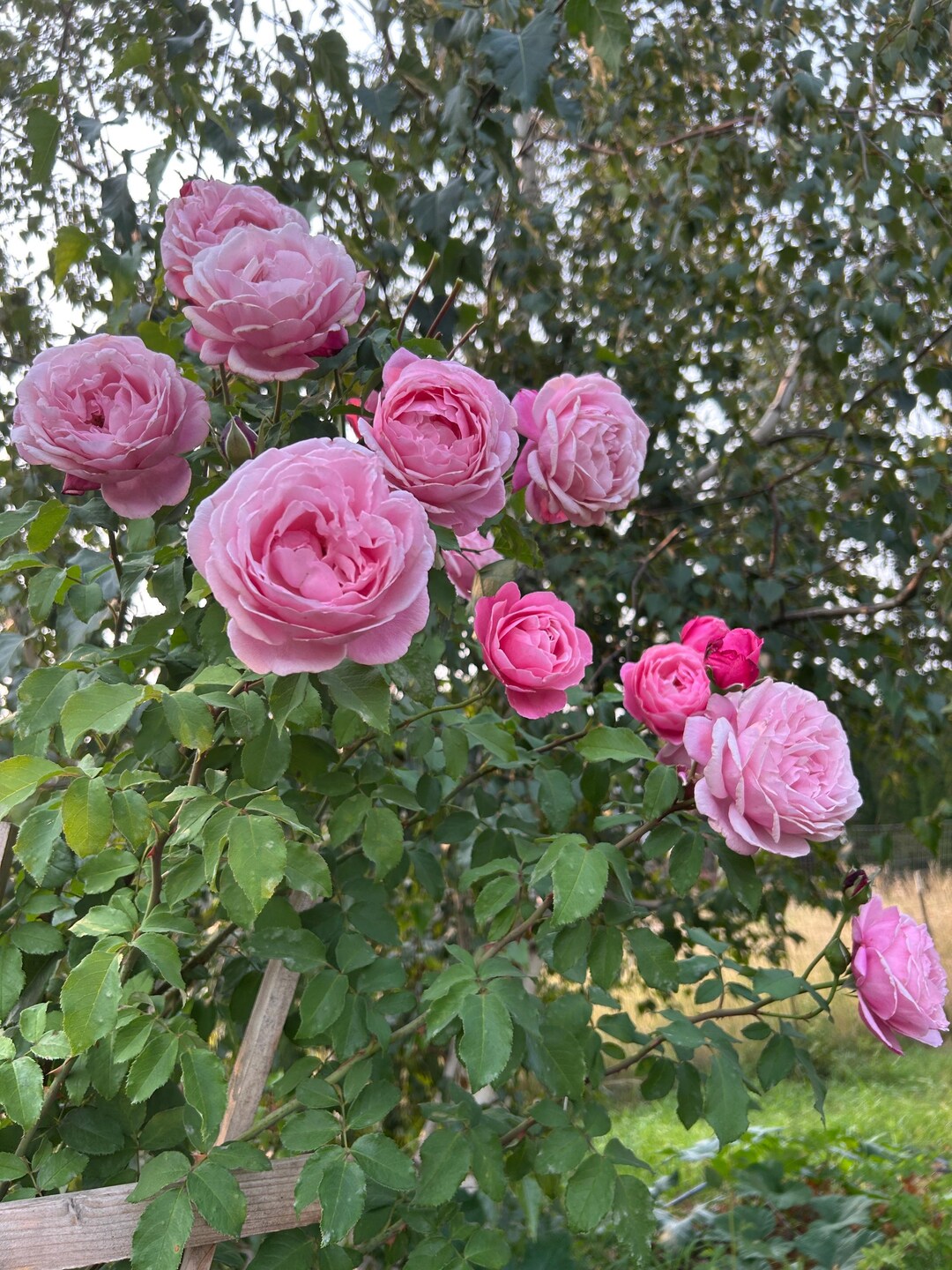 DELAMO Hybrid Tea Rose - Etsy
