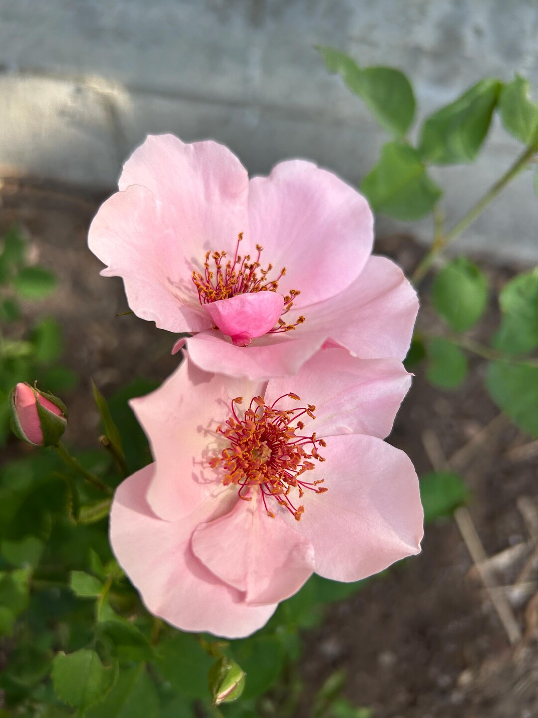 DAINTY BESS Hybrid Tea Rose - Etsy