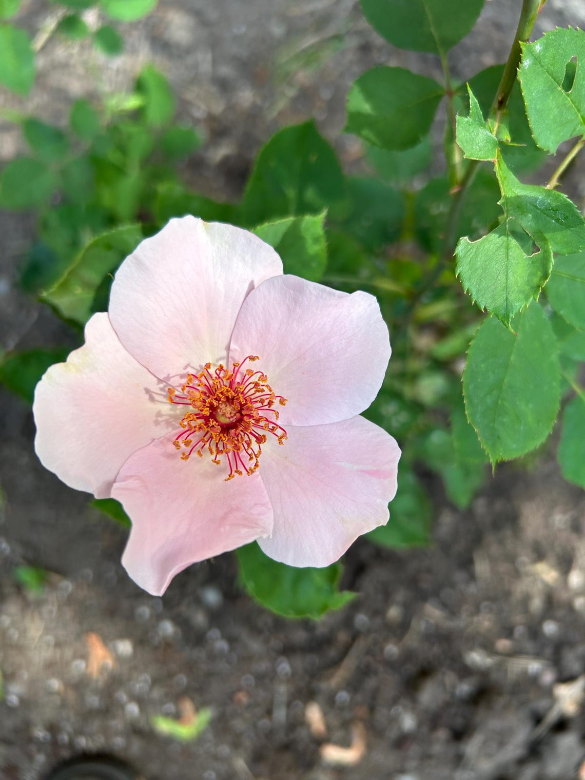 DAINTY BESS Hybrid Tea Rose - Etsy